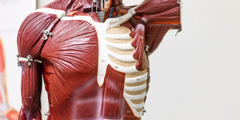 Muskelfaszien - MedQN
